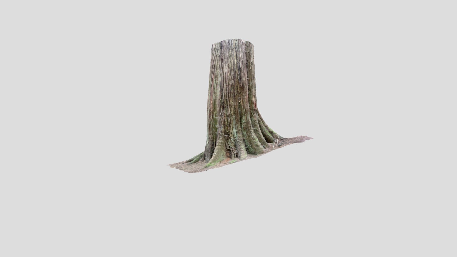 PNW Tree Base #1 - 3D model by MesaInteractive [da41af7] - Sketchfab