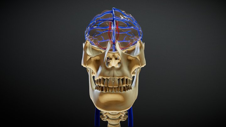 Sinuses 3D models - Sketchfab