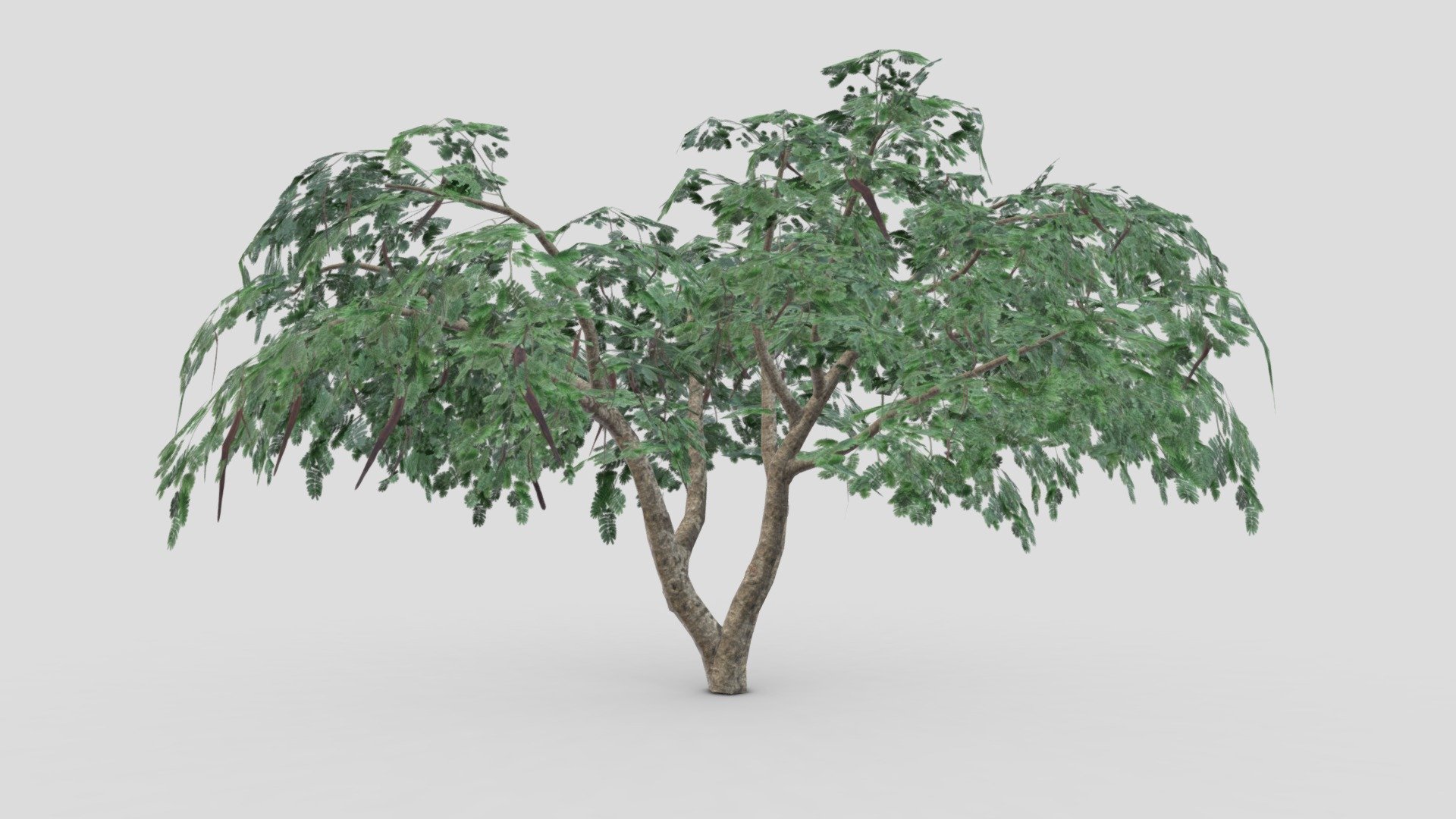 Delonix Tree- 01 - Buy Royalty Free 3D model by ASMA3D [da4779f ...