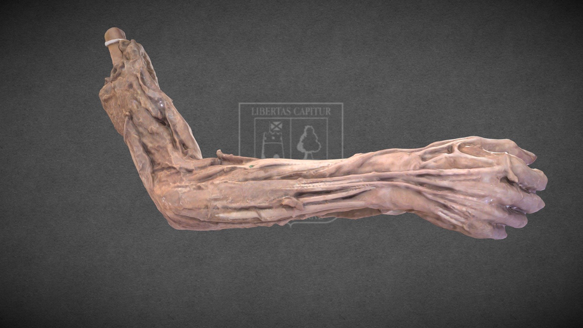 Forearm muscles/Músculos del Antebrazo - Buy Royalty Free 3D model by ...