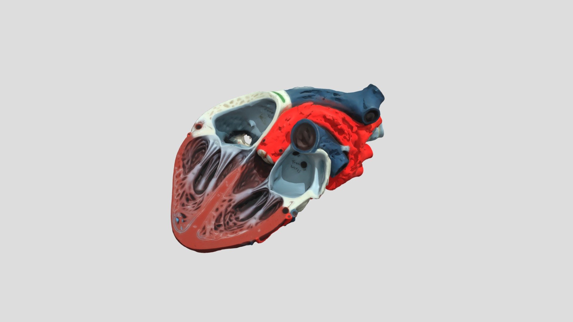 elephant-heart-interior - Download Free 3D model by axg12a [da49b0c ...