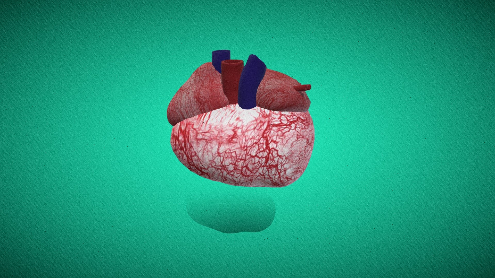 beating human heart - Download Free 3D model by Ahmed moamen (@ahmed17 ...
