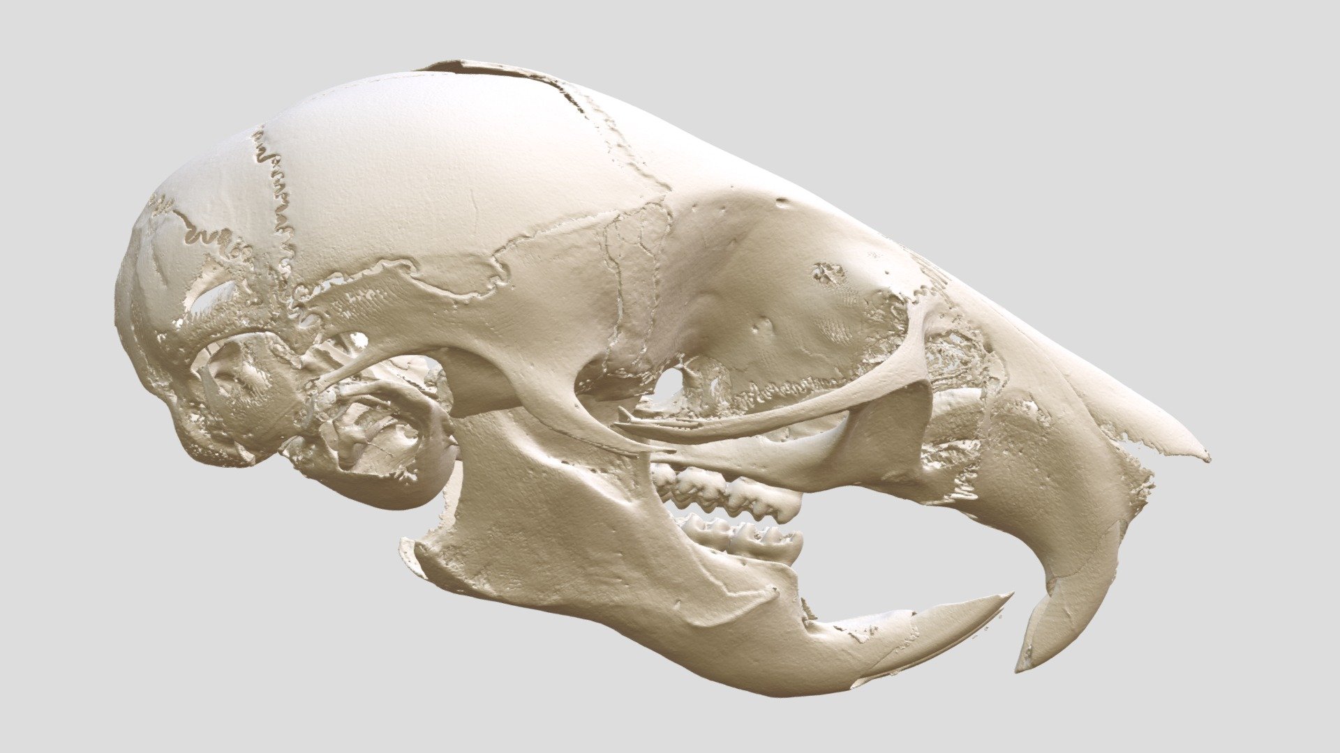 Microryzomys altissimus (MSB:Mamm:196793) - 3D model by Biodiversity ...
