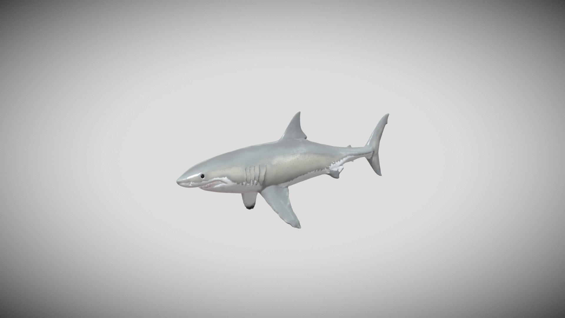 Great white shark Sculptgl - 3D model by 3Dbiawak [da59bc3] - Sketchfab