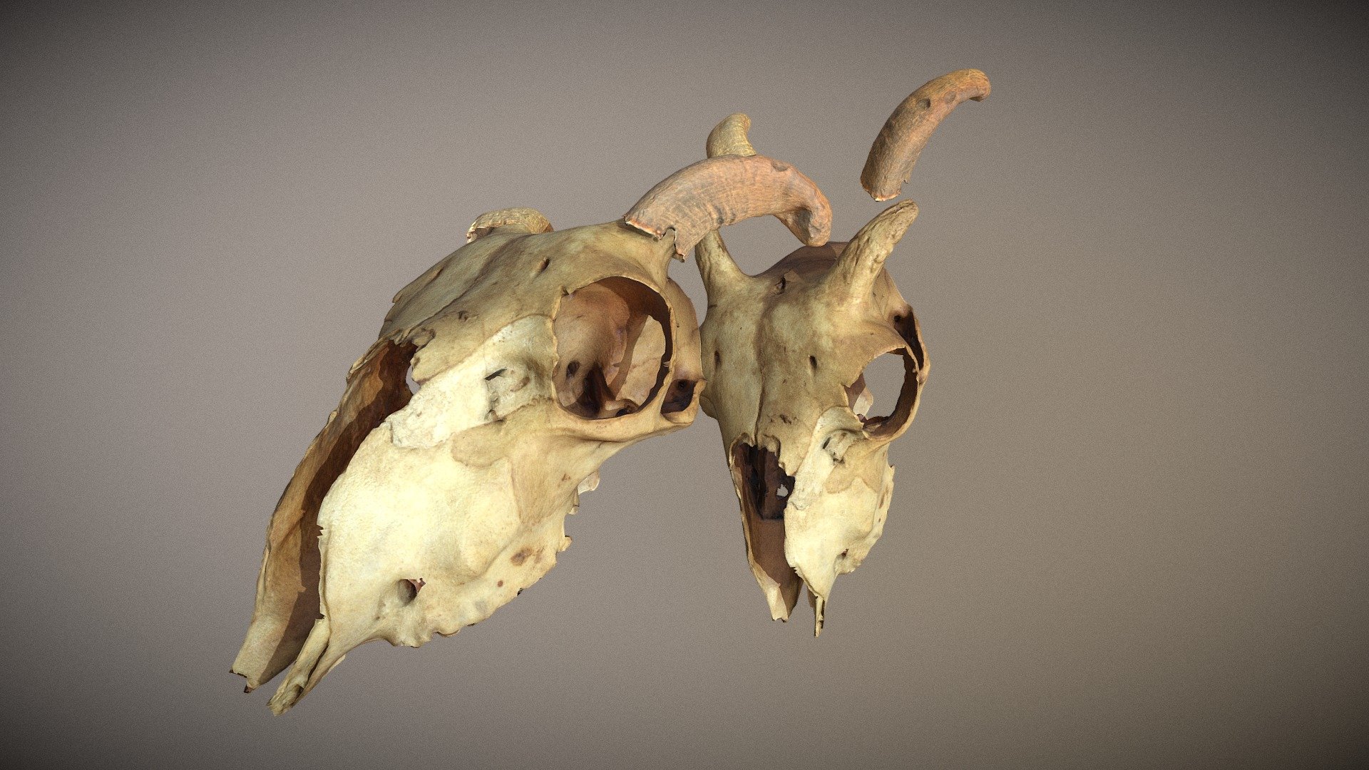 Scanned skull and removable Horns - Buy Royalty Free 3D model by Mantas ...