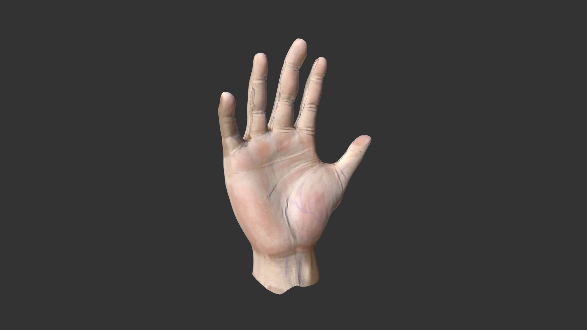 hand Model - 3D model by turnerjburton [da5e38c] - Sketchfab