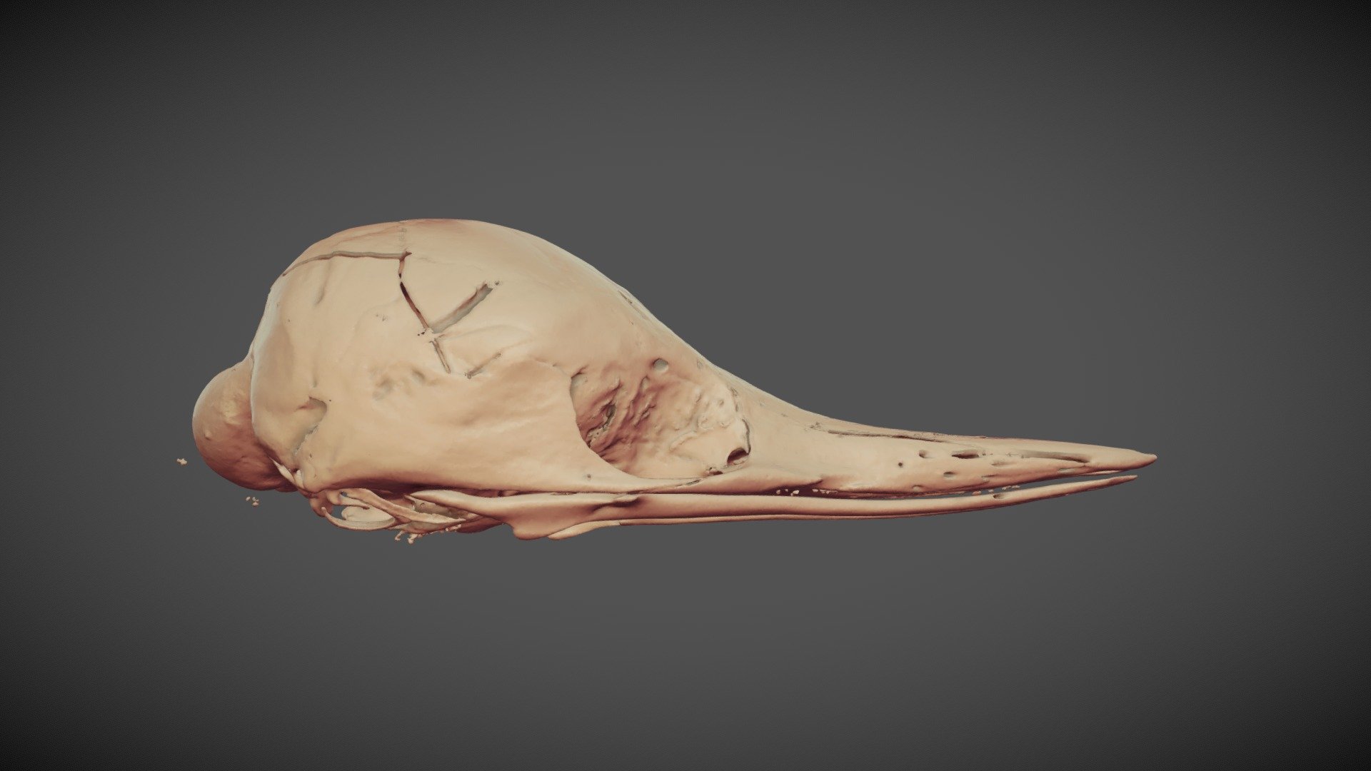 Tachyglossus aculeatus YPM 014872 - 3D model by Blackburn Lab (@ufherps ...