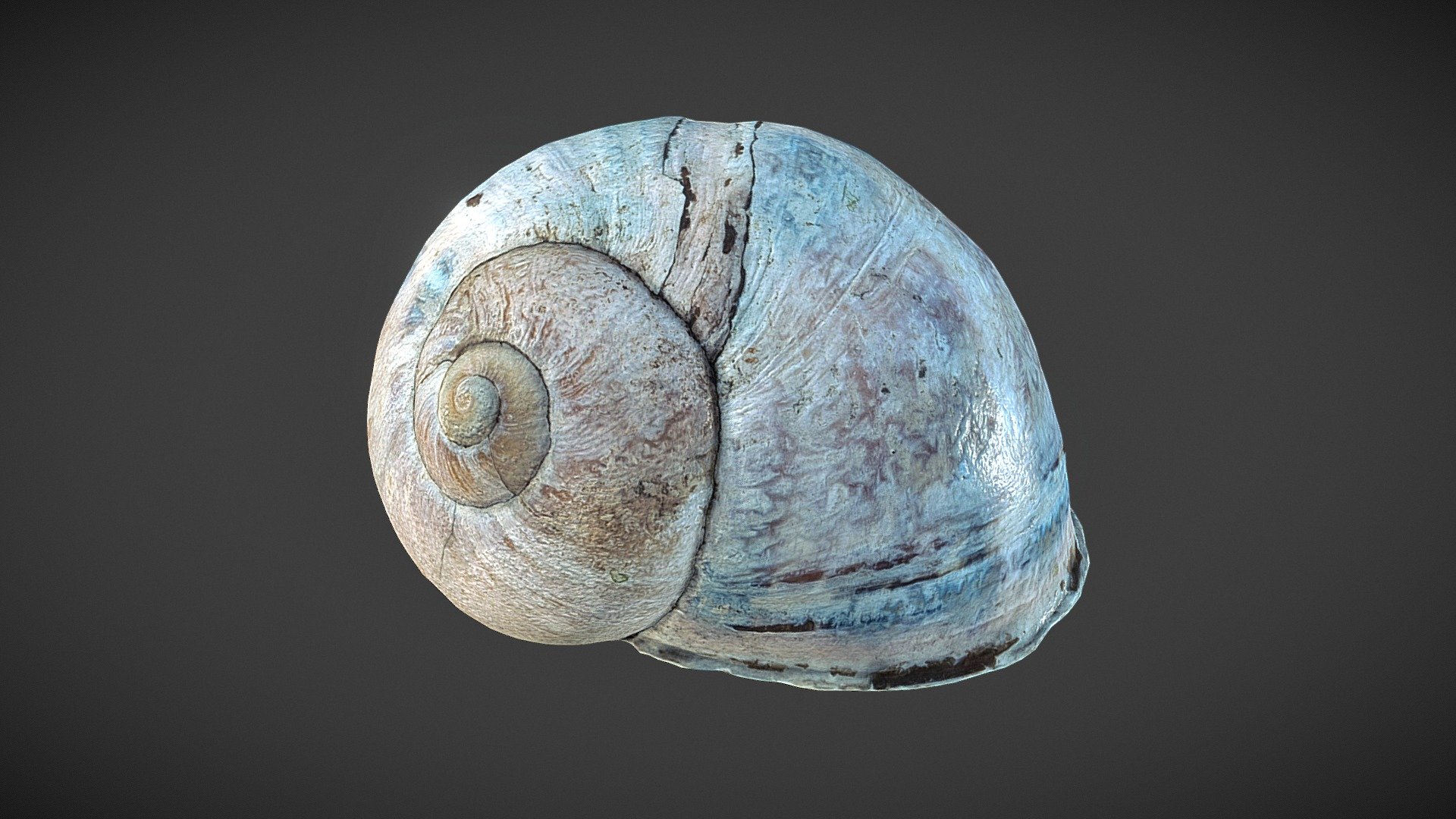 Snail Shell 02 - Buy Royalty Free 3D model by optimuscan [da62161 ...