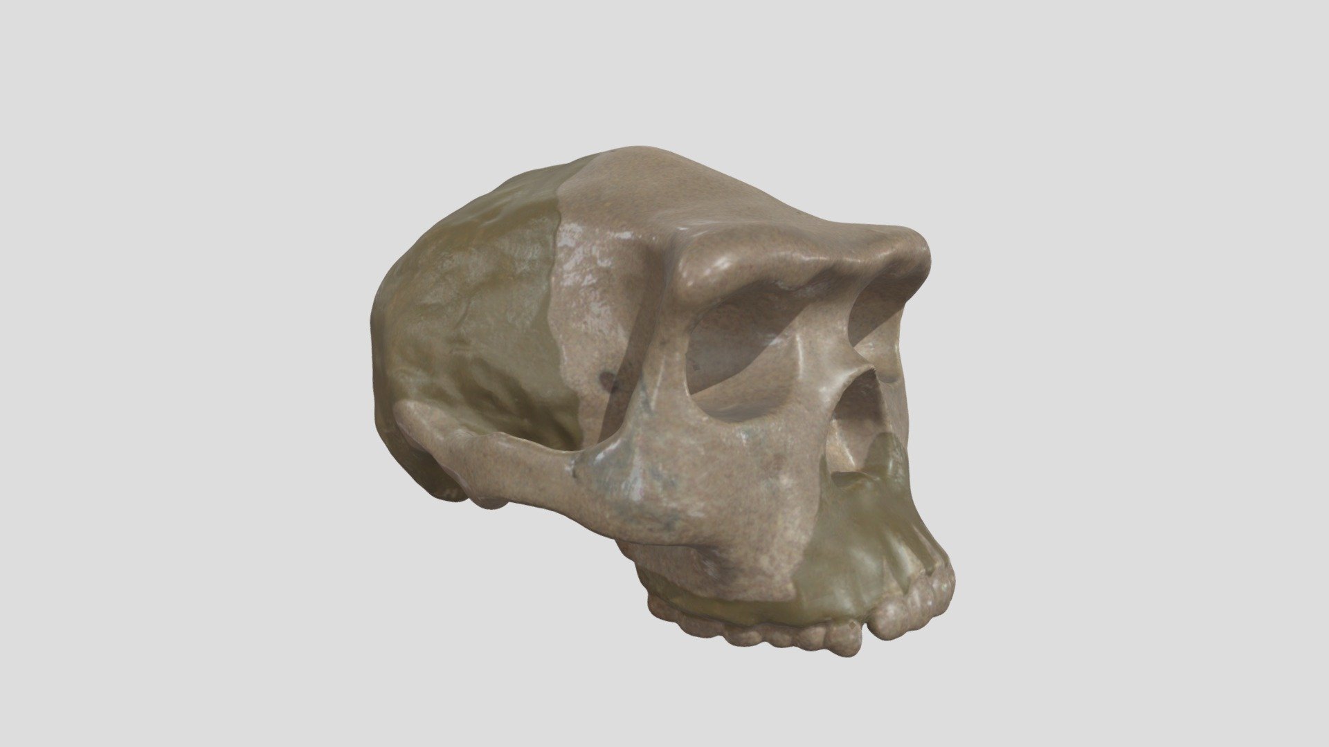 Homo erectus (Pithecanthrope de Java: Sangiran4) - Download Free 3D ...