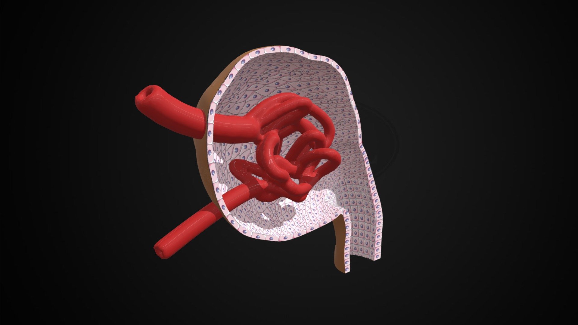 Renal Corpuscle Model