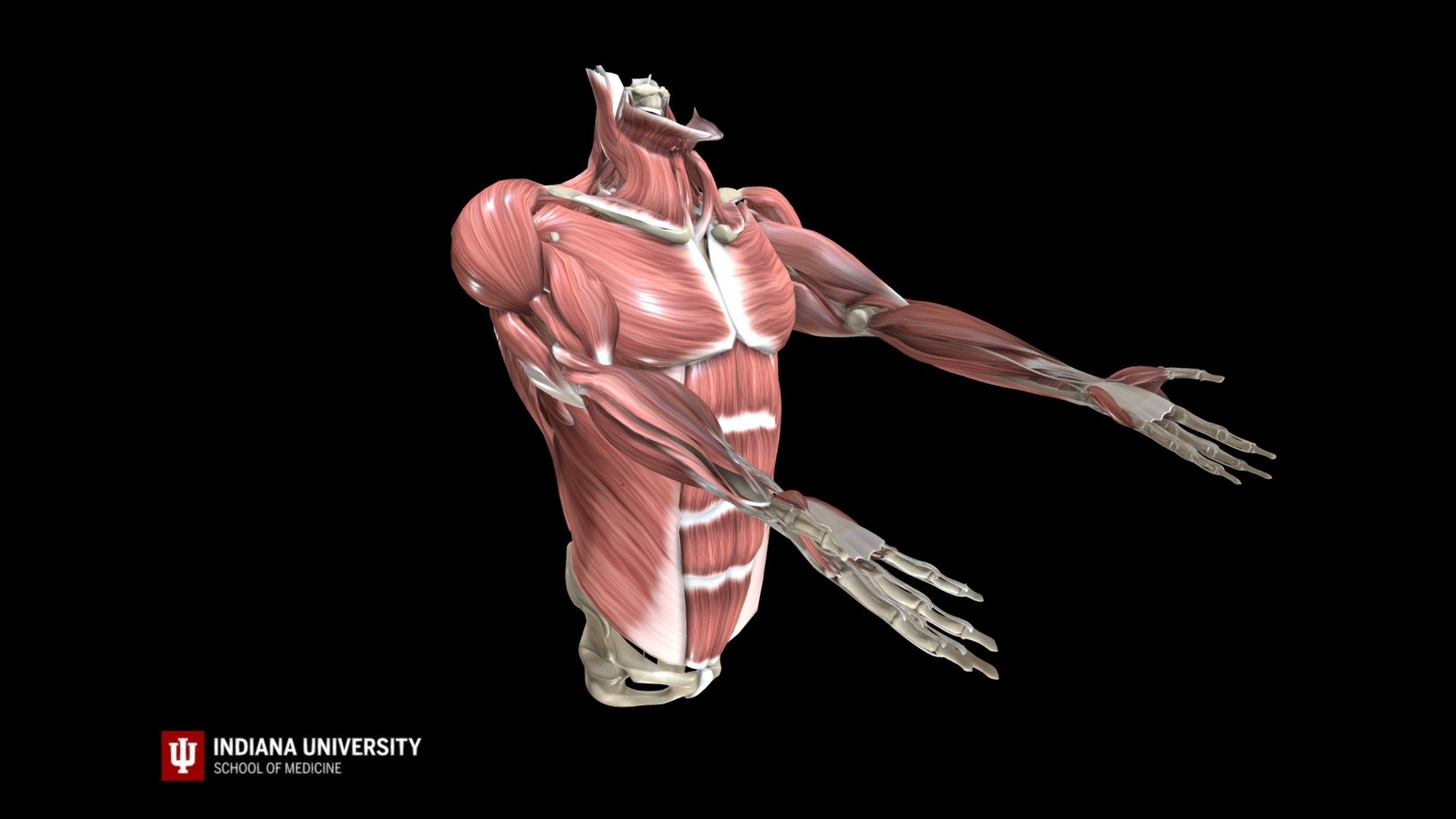 Shoulder - Bicep Tendonitis: Speed's Test - Male - 3D model by IUI ...