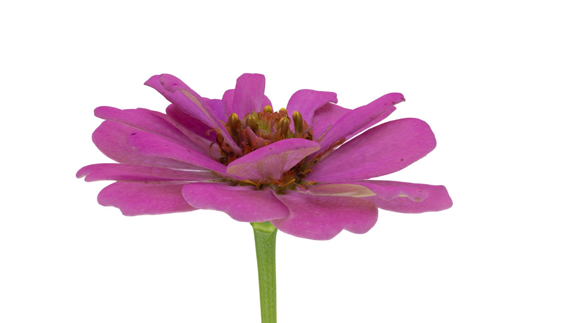 Common Zinnia (Zinnia elegans) - Download Free 3D model by alexadkinson ...
