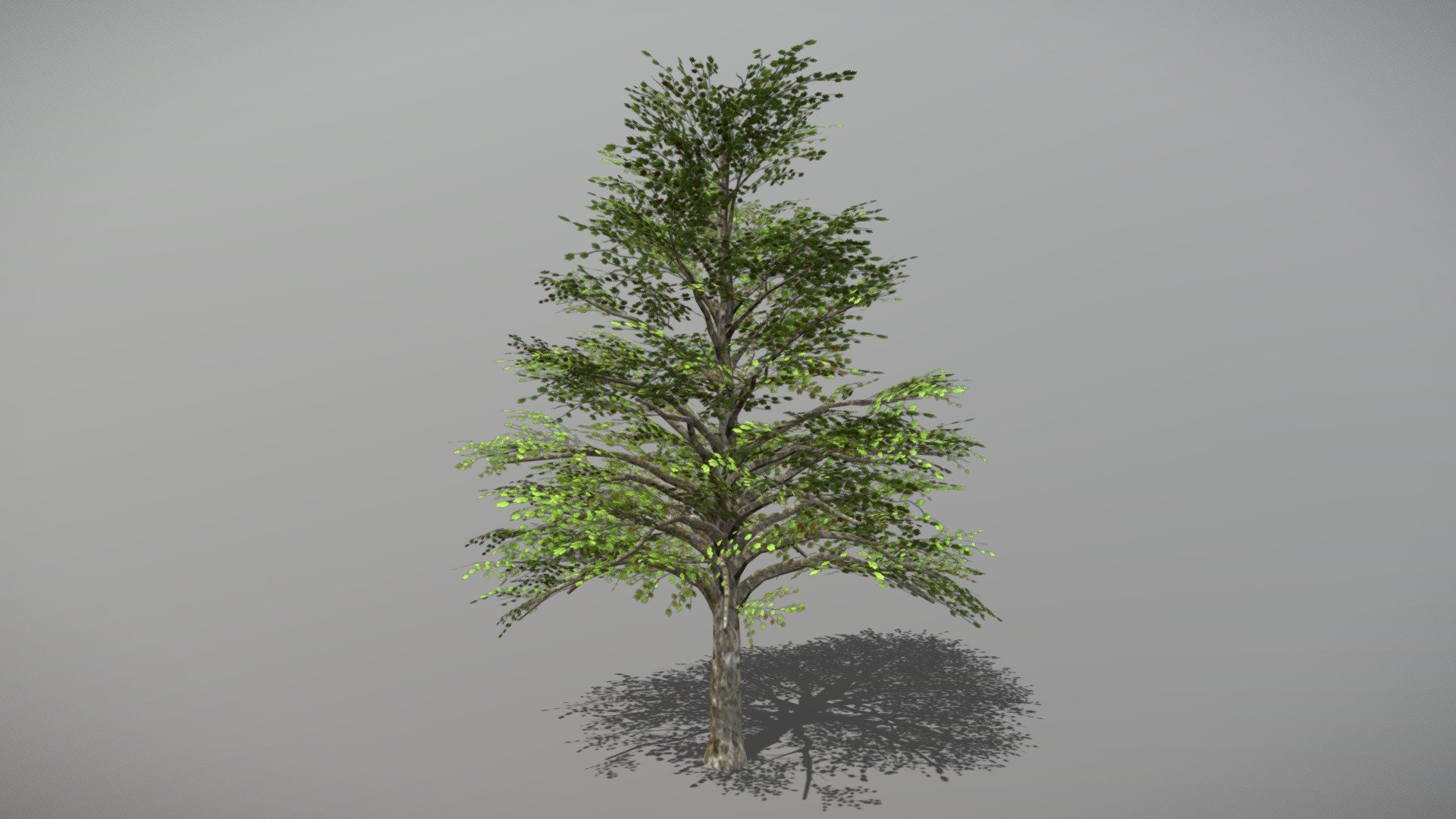 Sycamore (Animated Tree) - Buy Royalty Free 3D model by bsp [da9b04b ...