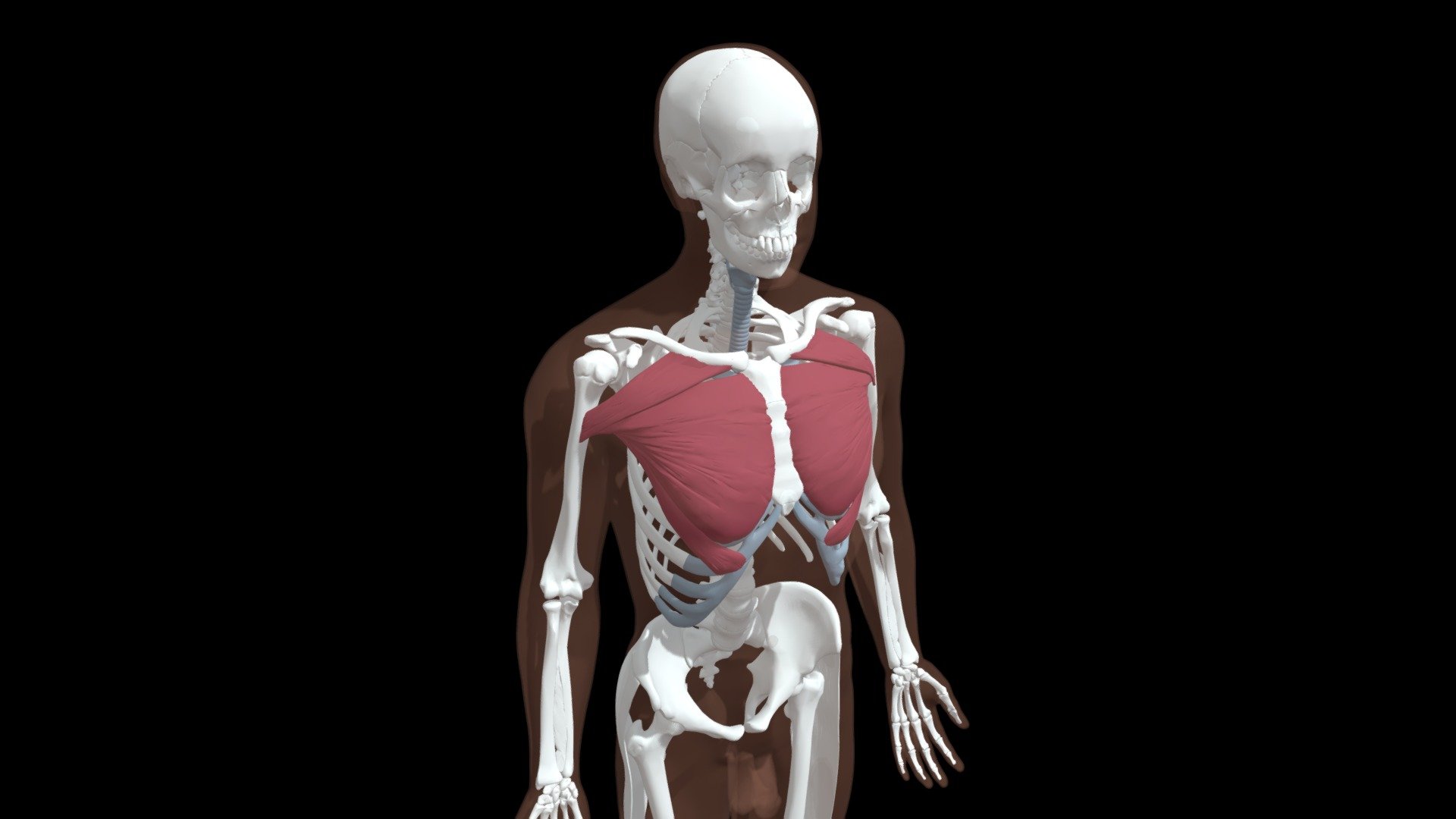 Pectoralis Major - Download Free 3D model by Anatomary [da9b88a ...