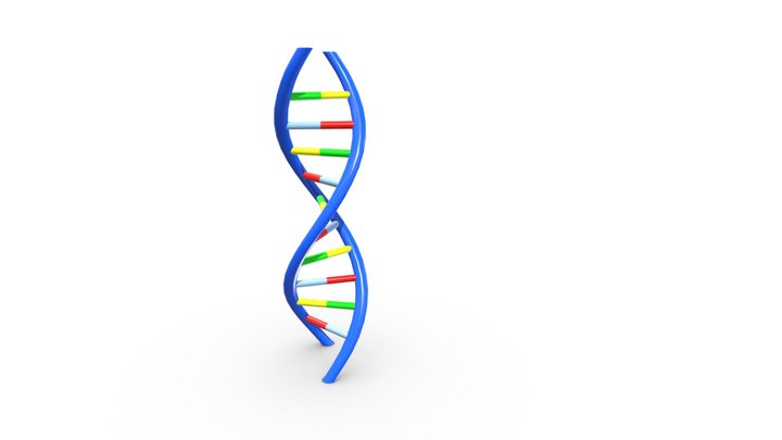 Dna 3D models - Sketchfab
