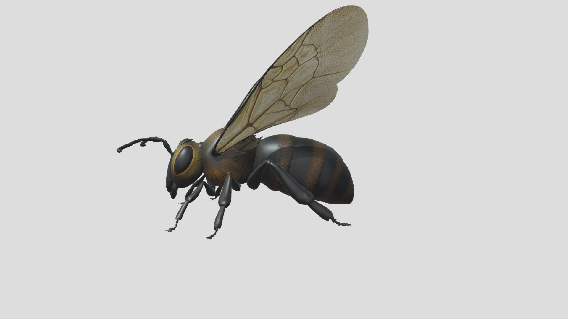 Irish Black Bee(Static) - Download Free 3D model by Virtual Teic (@dyb ...
