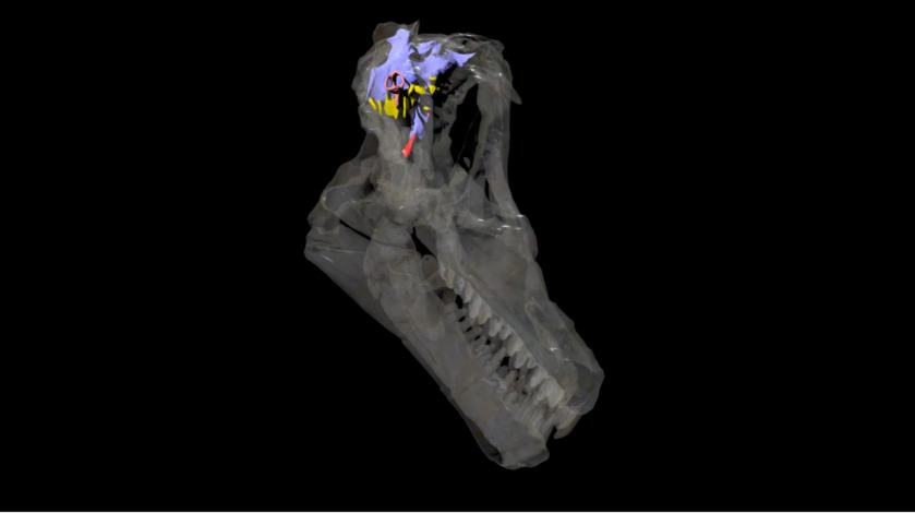 Sarmientosaurus - mobile-friendly skull/endocast - 3D model by ...