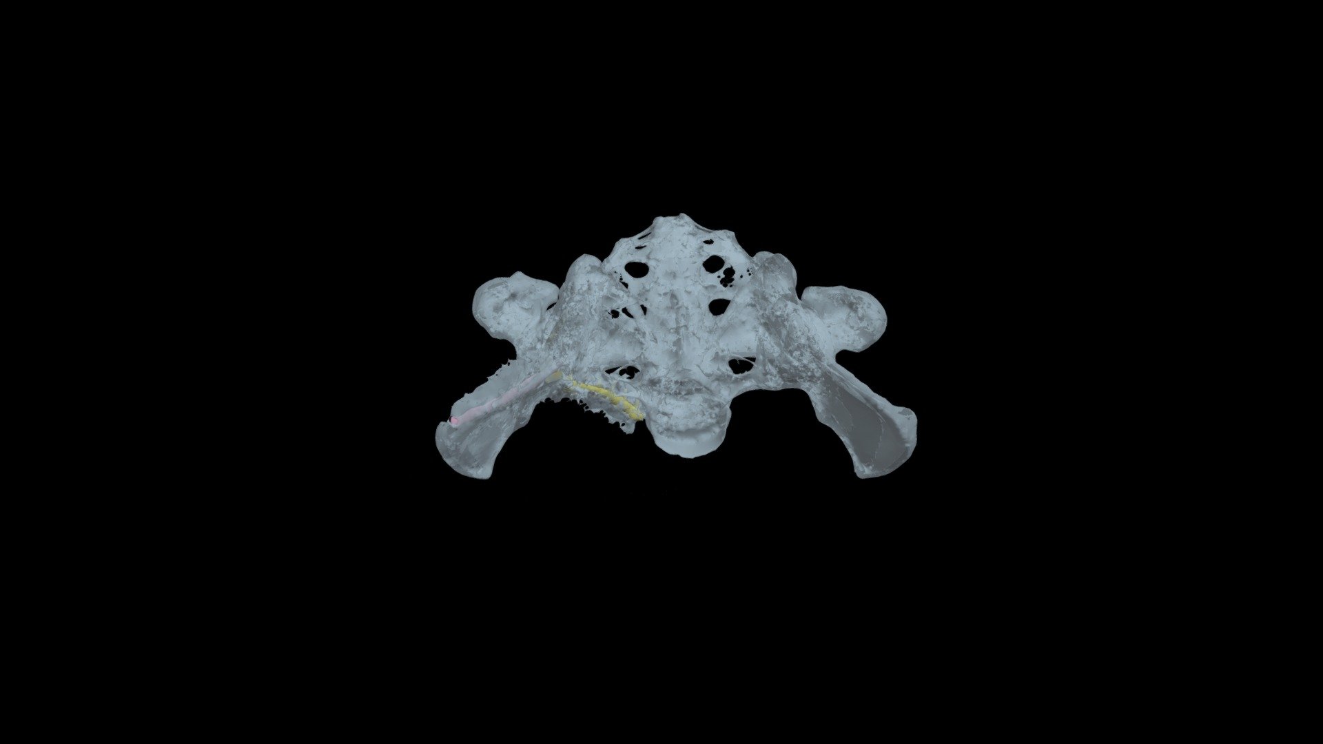 Segmentation - 3D model by Omnia Khan (@omniakhan) [daa7928] - Sketchfab