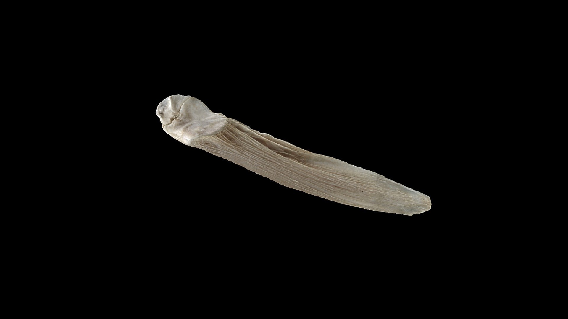 Cod (Gadus morhua) Supracleithrum - Download Free 3D model by 4-OCEANS ...