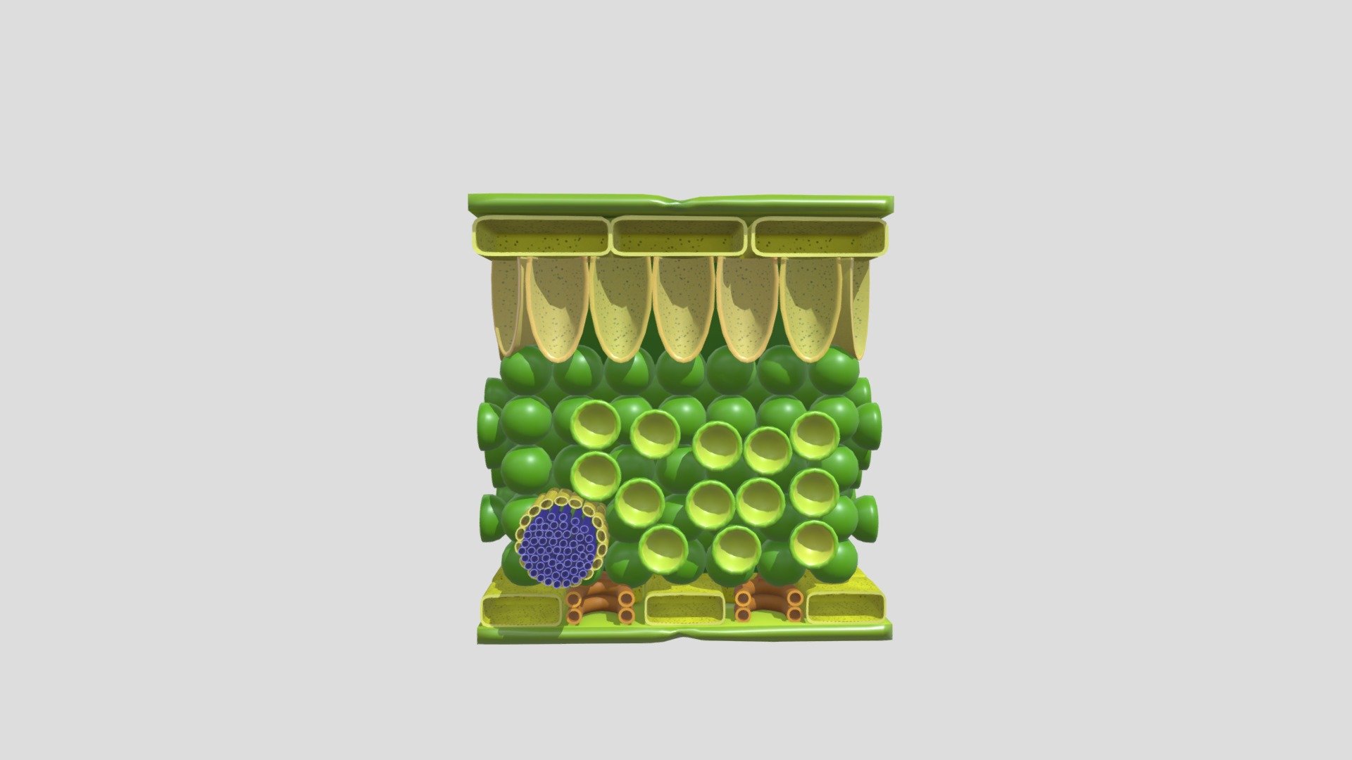 Struktur Dan Fungsi Jaringan Daun - 3D model by bungan37 [dab6e38 ...