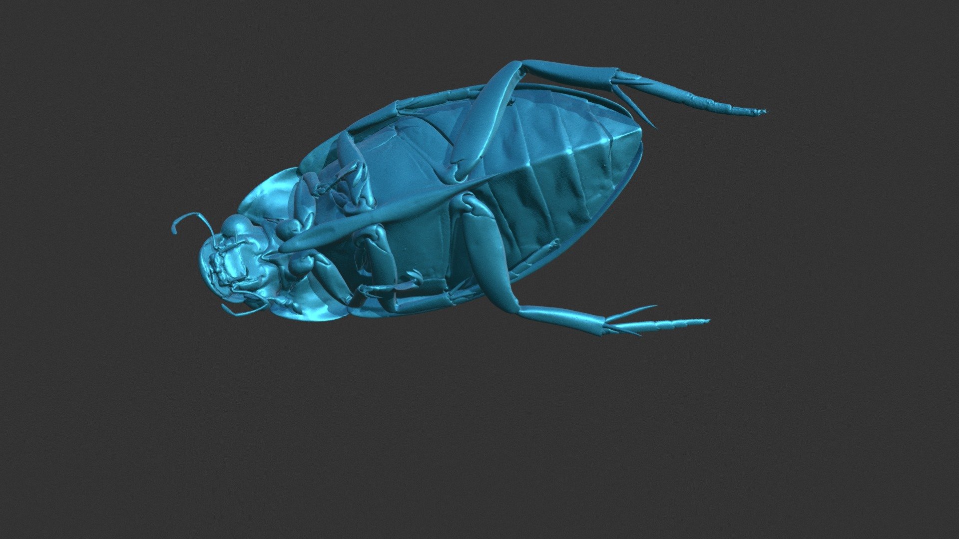 Hydrophilus piceus L. - 3D model by Martin Hlavoň (@hlavonmartin ...