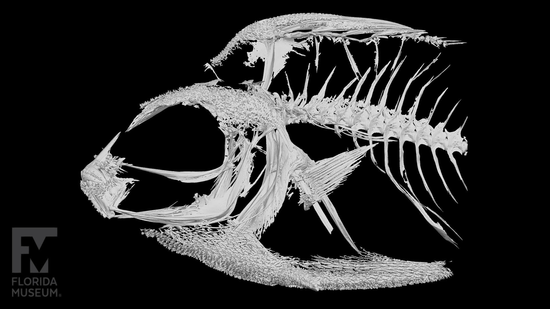Bullseye Spikefish, Triacanthodidae - 3D model by FloridaMuseum ...
