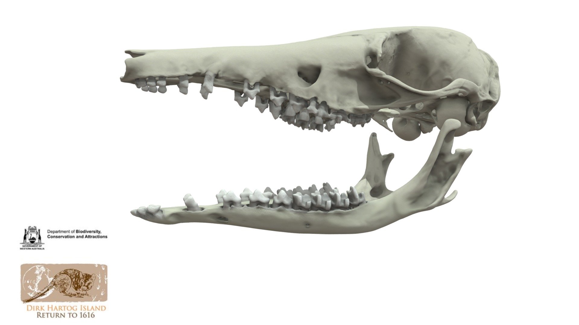 Bonehead 5 - 3D model by Curtin HIVE (@CurtinHIVE) [dabf3da] - Sketchfab