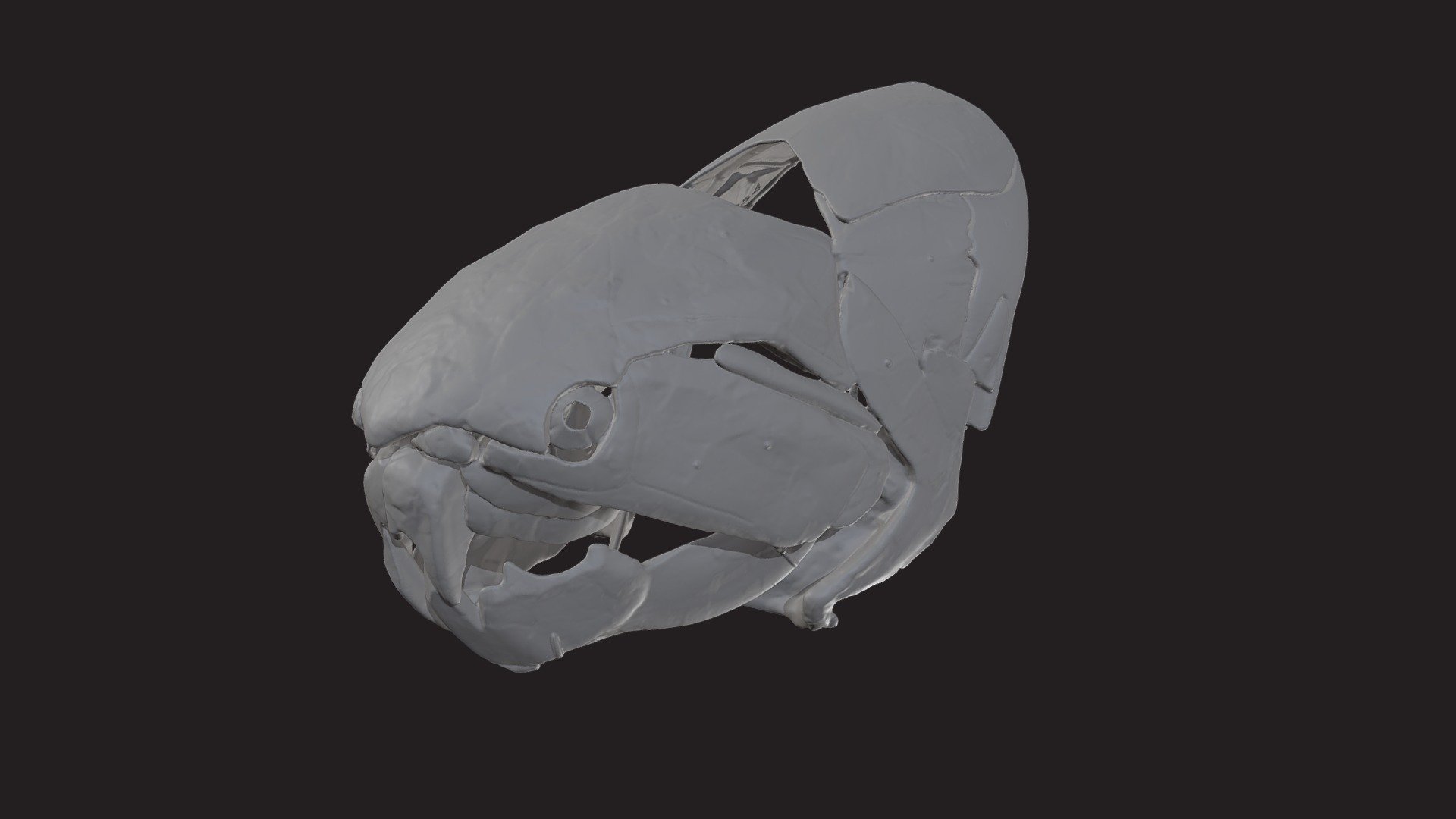 CMNH 7054, Dunkleosteus terrelli, 1:6 scale - Buy Royalty Free 3D model ...