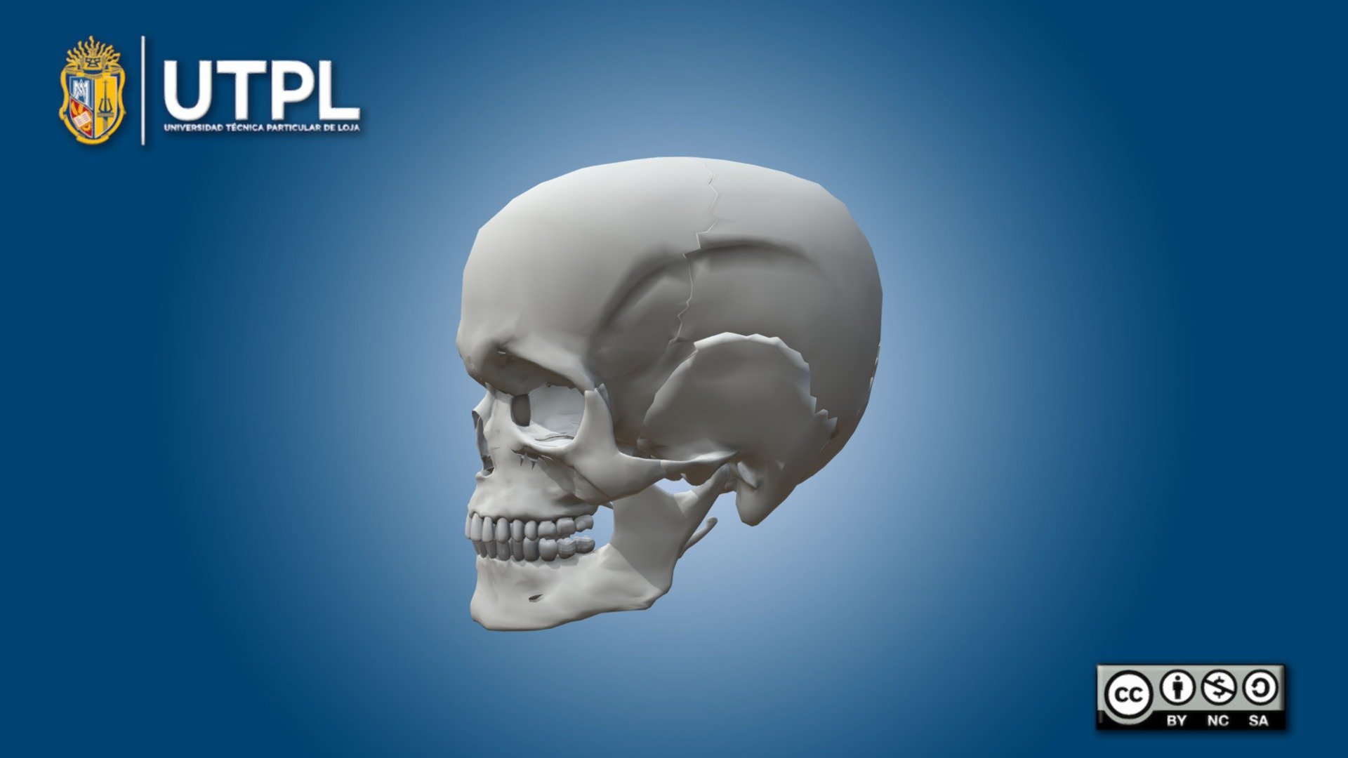 Cráneo - Download Free 3D model by 3D_UTPL [dac3209] - Sketchfab