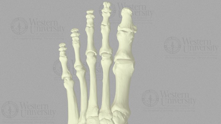 Procedure 3D models - Sketchfab