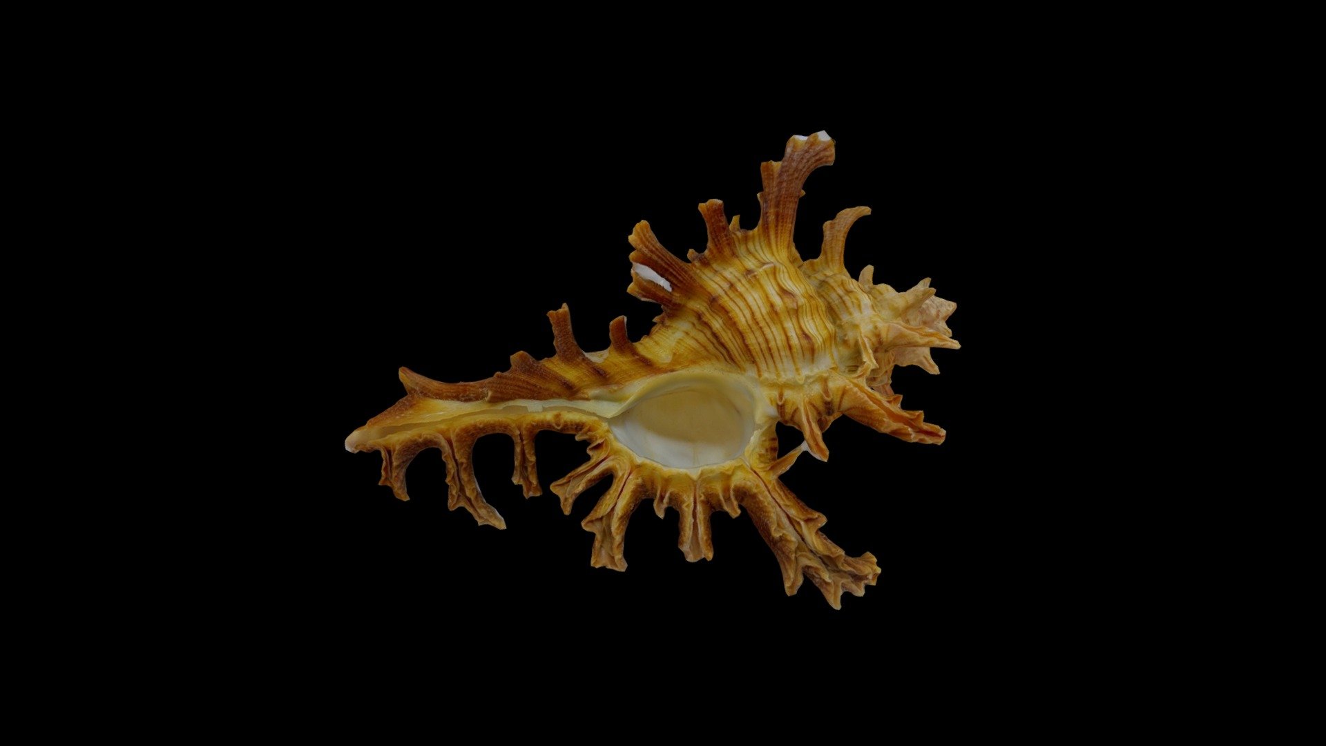 Chicoreus sp. - Download Free 3D model by latedcapuerj [dac66d3] - Sketchfab