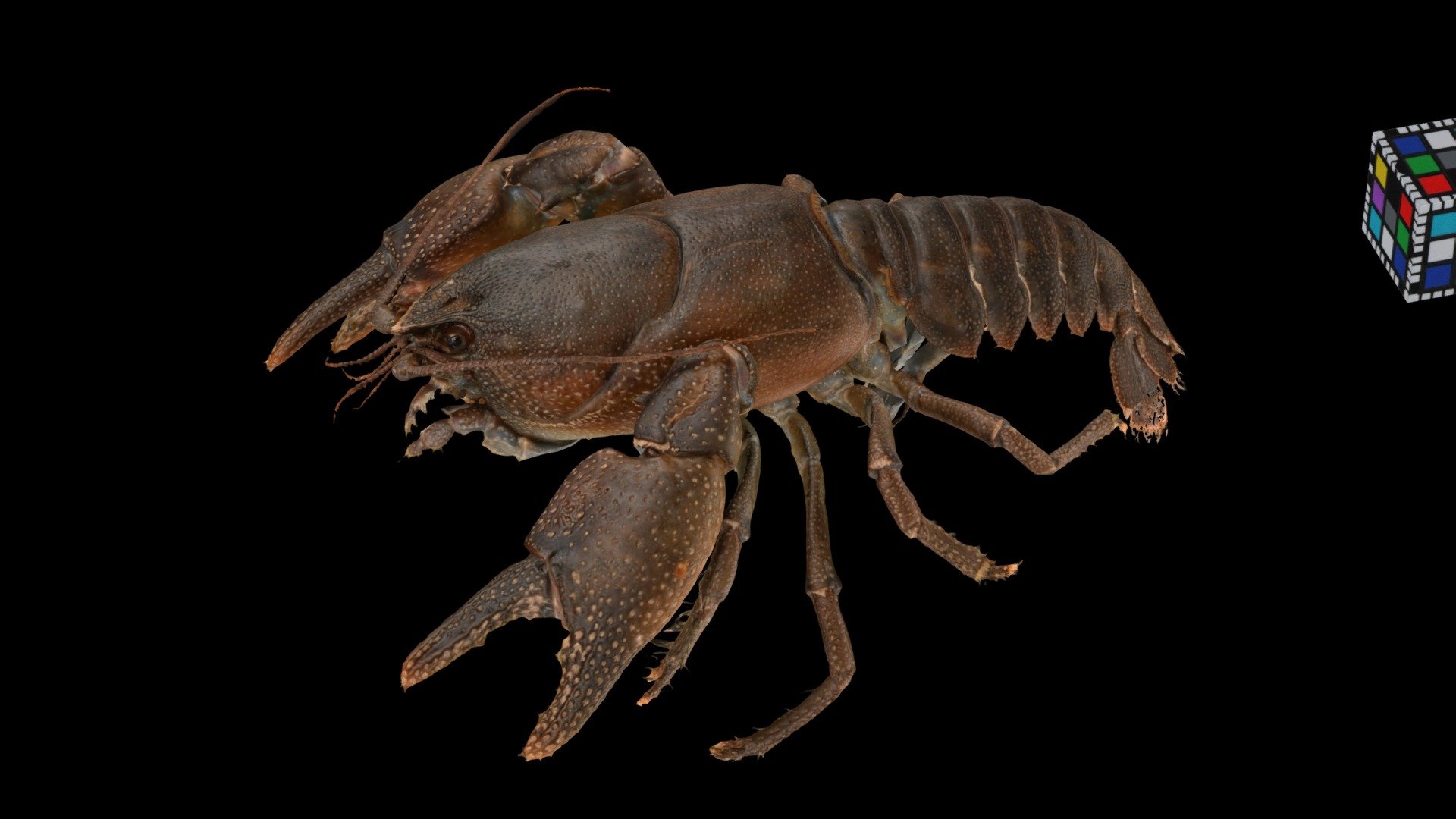 CC0 ニホンザリガニ 🦞 ♂ Japanese Crayfish, C. japonicus - Download Free 3D ...