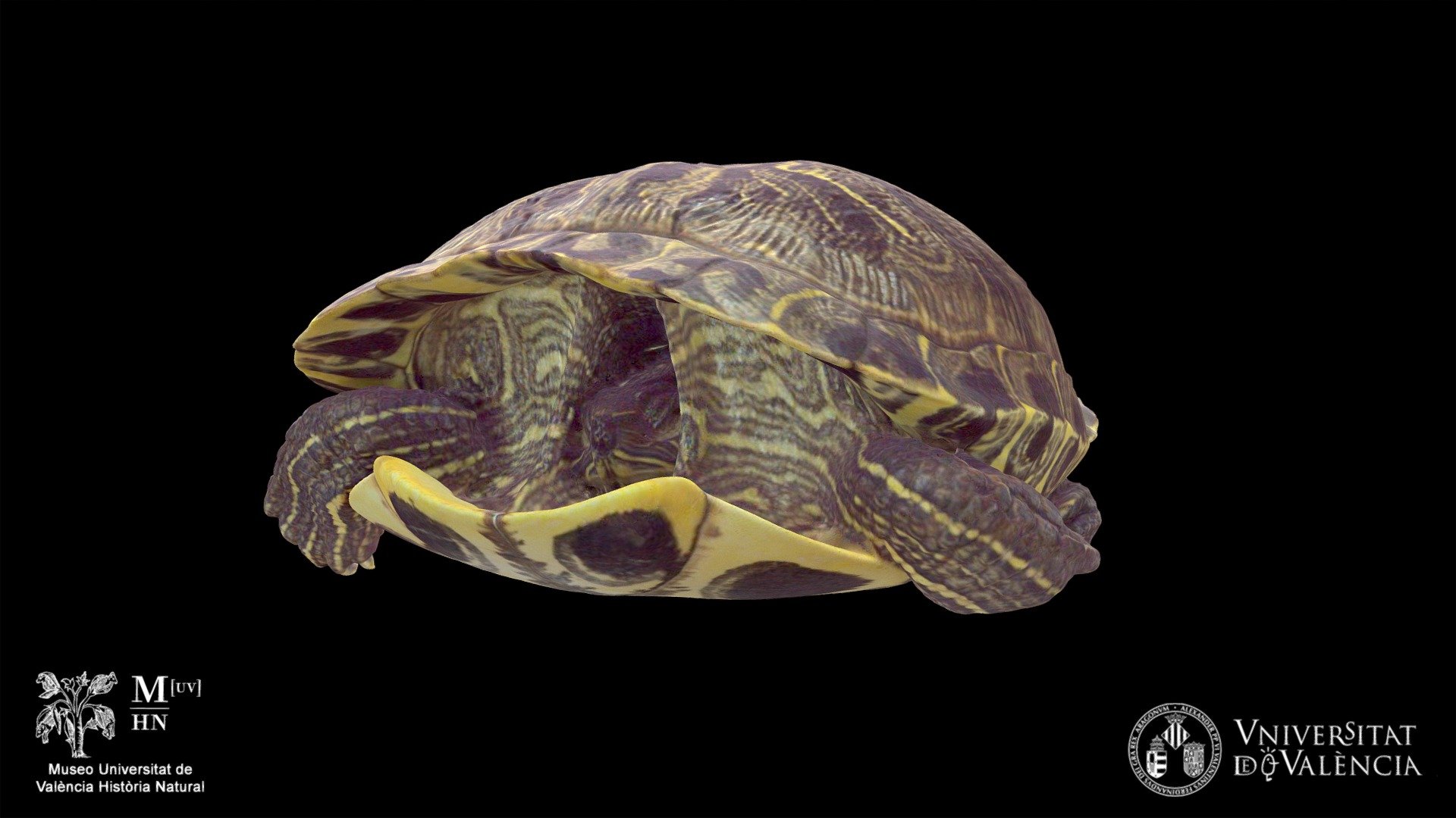 Corpóreo Trachemys scripta elegans - Download Free 3D model by Museo ...