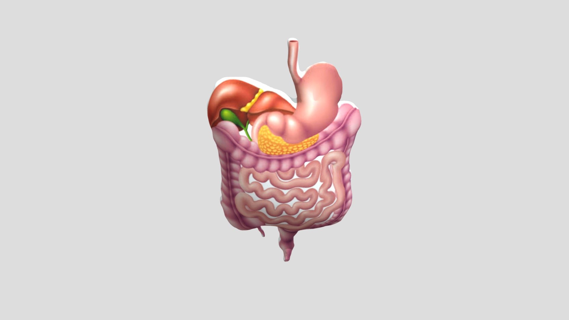 digestive system - Download Free 3D model by rusdi1 [dacd2e4] - Sketchfab