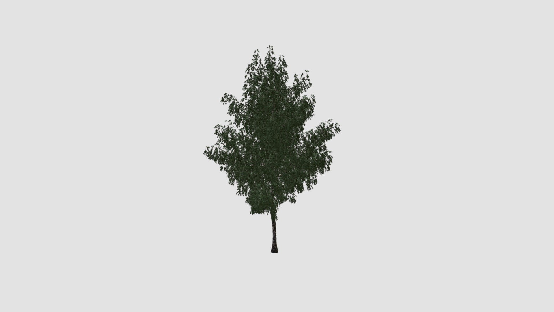 tree - Buy Royalty Free 3D model by Evermotion [dad0350] - Sketchfab Store