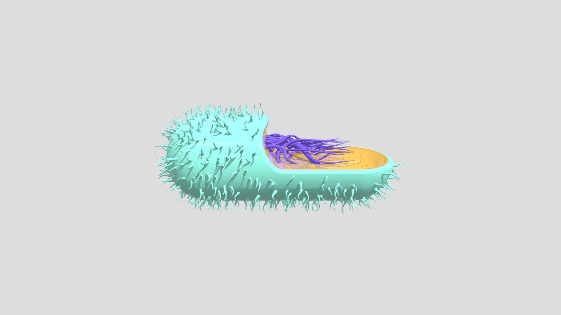 Bacteria_model - 3D model by andreas.ms [dad0681] - Sketchfab