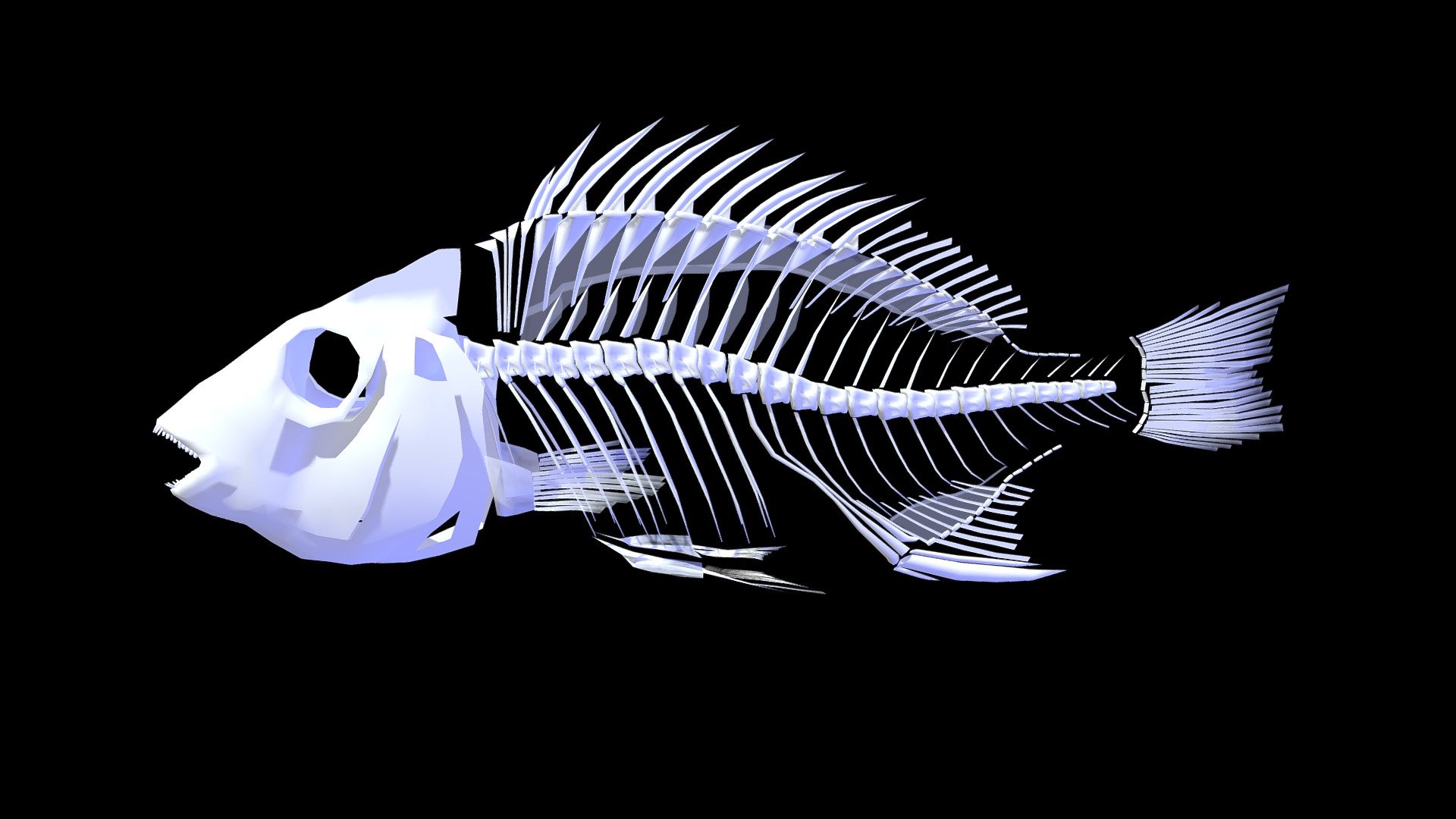 Black sea bream(Acanthopagrus schlegelii), Bone - 3D model by MEA AQUA ...