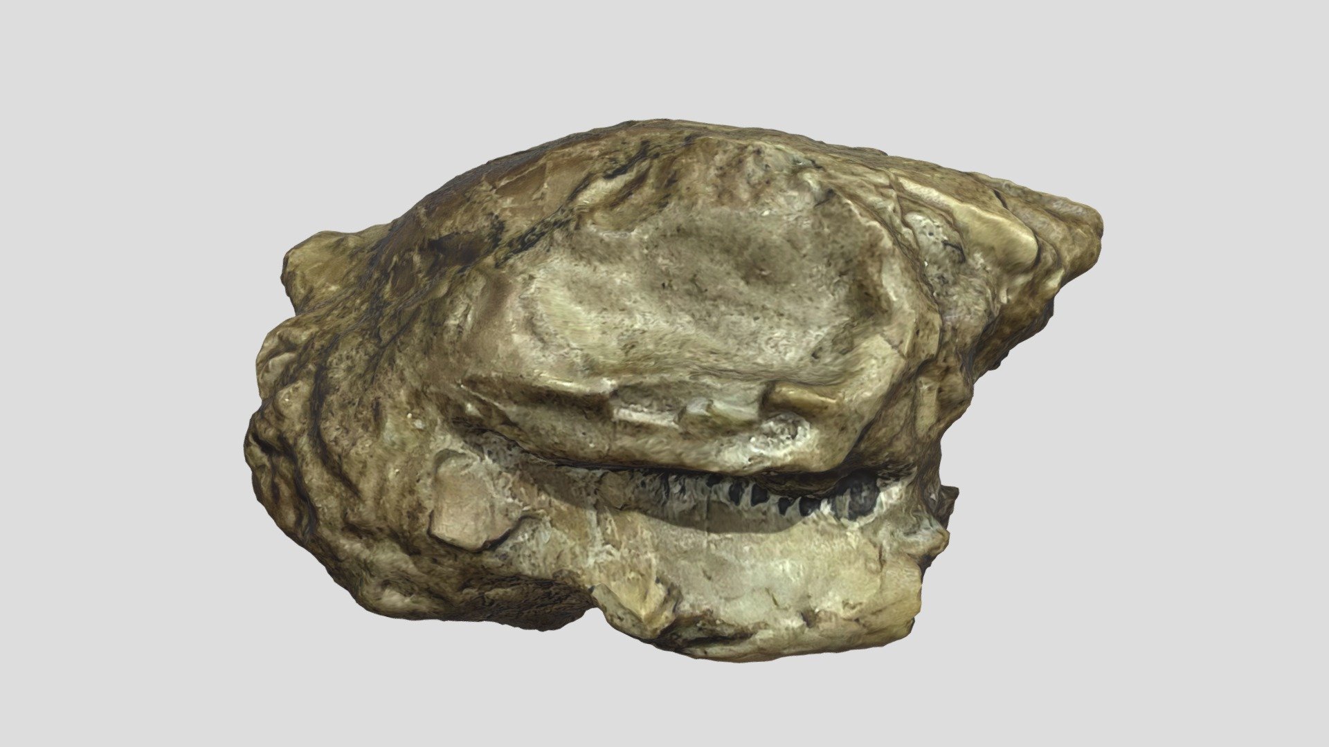 Palaeolagus Skull - Download Free 3D model by person (@person_person ...