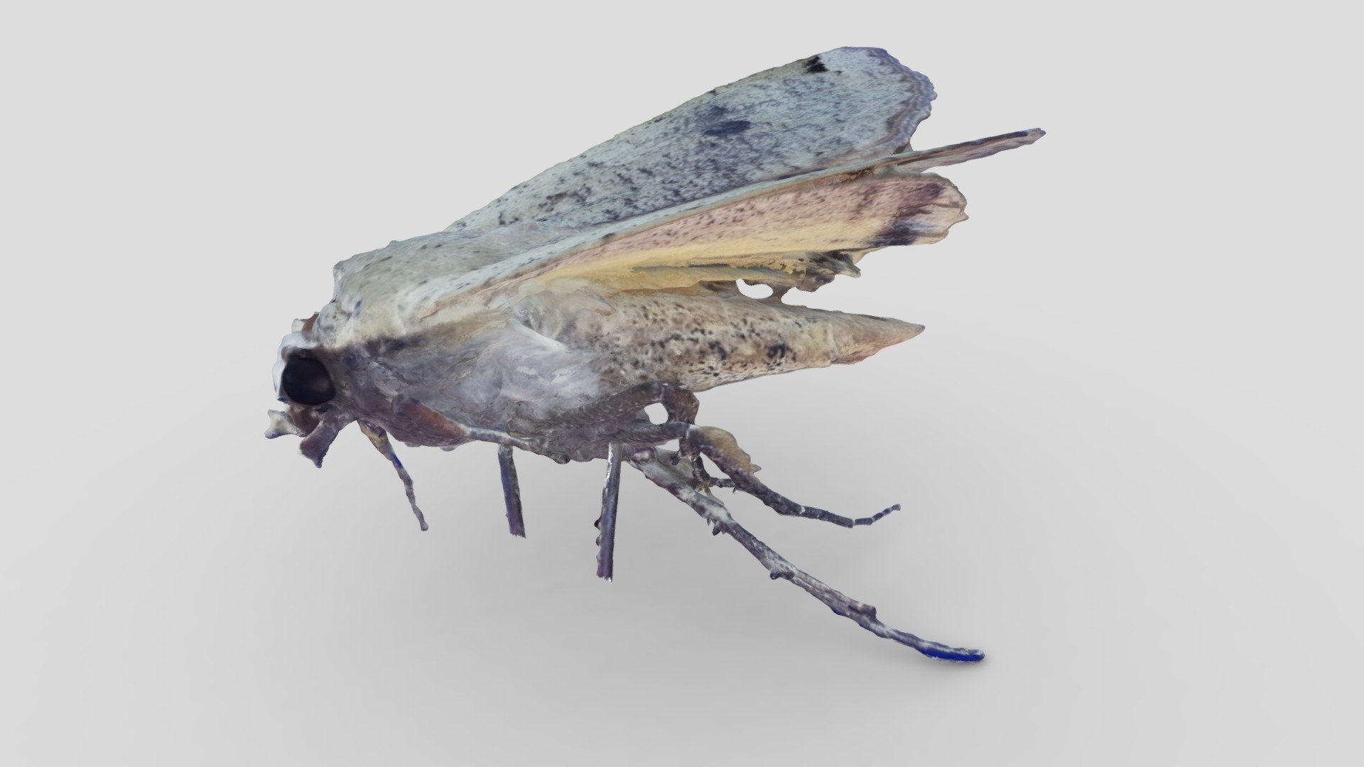 Insect with texture - Download Free 3D model by OpenScan [dade894 ...