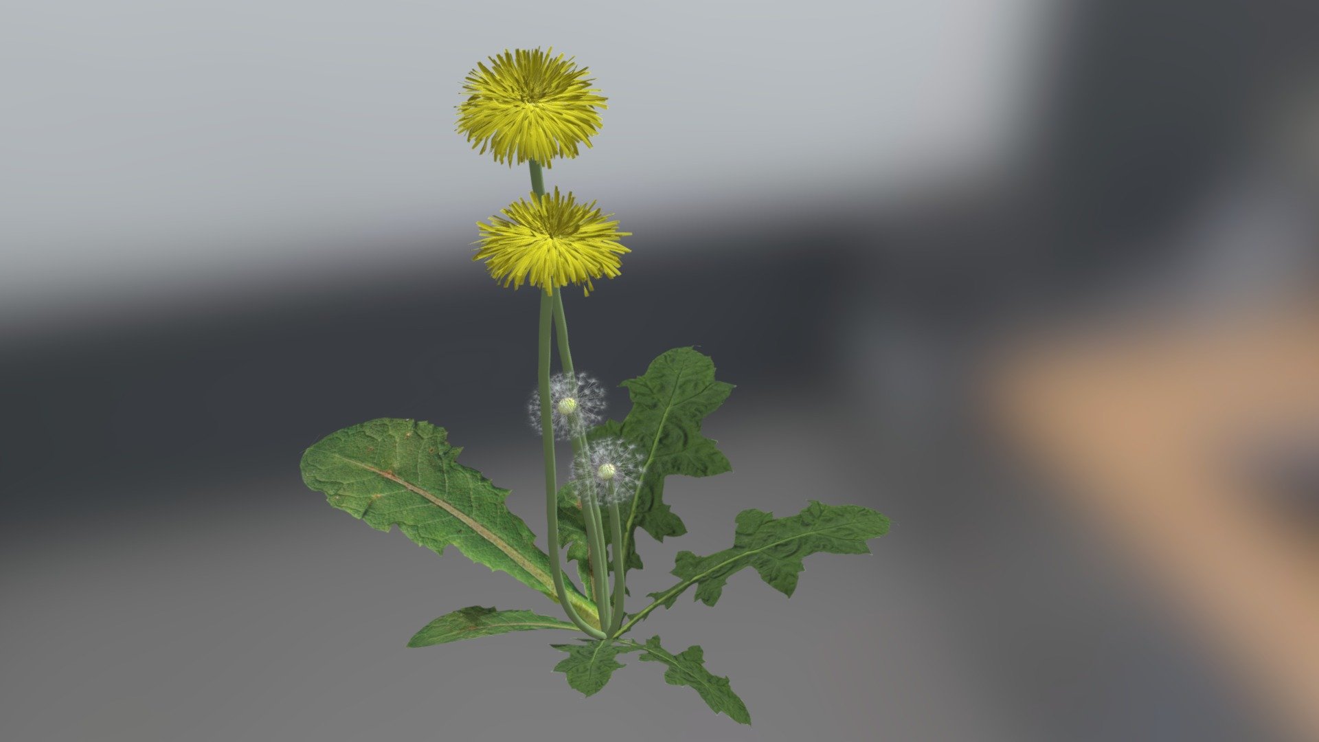 DANDELION - THE PLANT WITH ANIMATION - Buy Royalty Free 3D model by ...