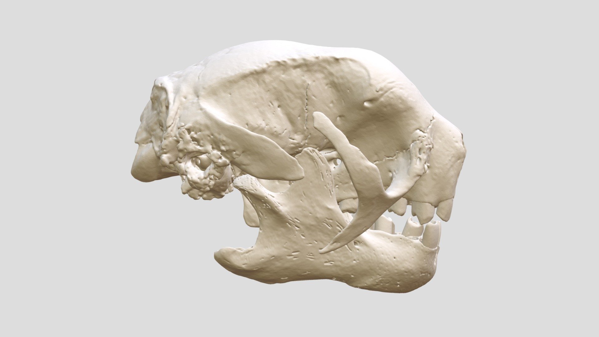 Bradypus variegatus (MSB:Mamm:55207) - 3D model by Biodiversity ...