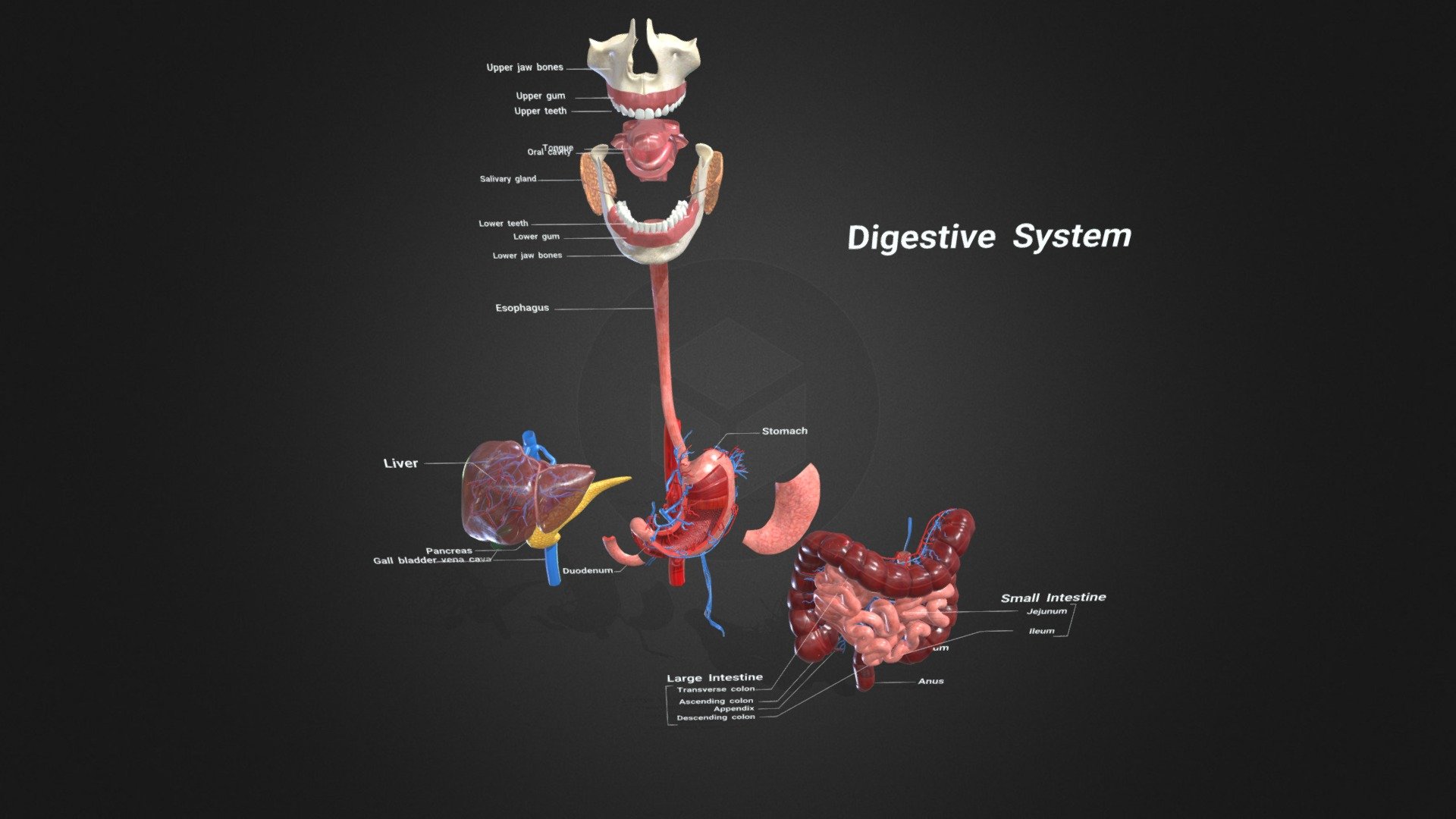 Digestive System Anatomy - Buy Royalty Free 3D model by 3D4SCI [daeca5d ...