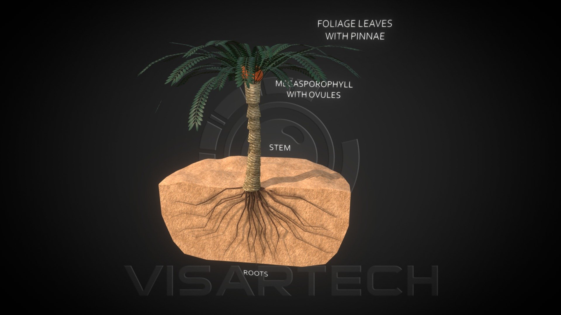 Cycads - 3D model by Visartech [daf39ae] - Sketchfab