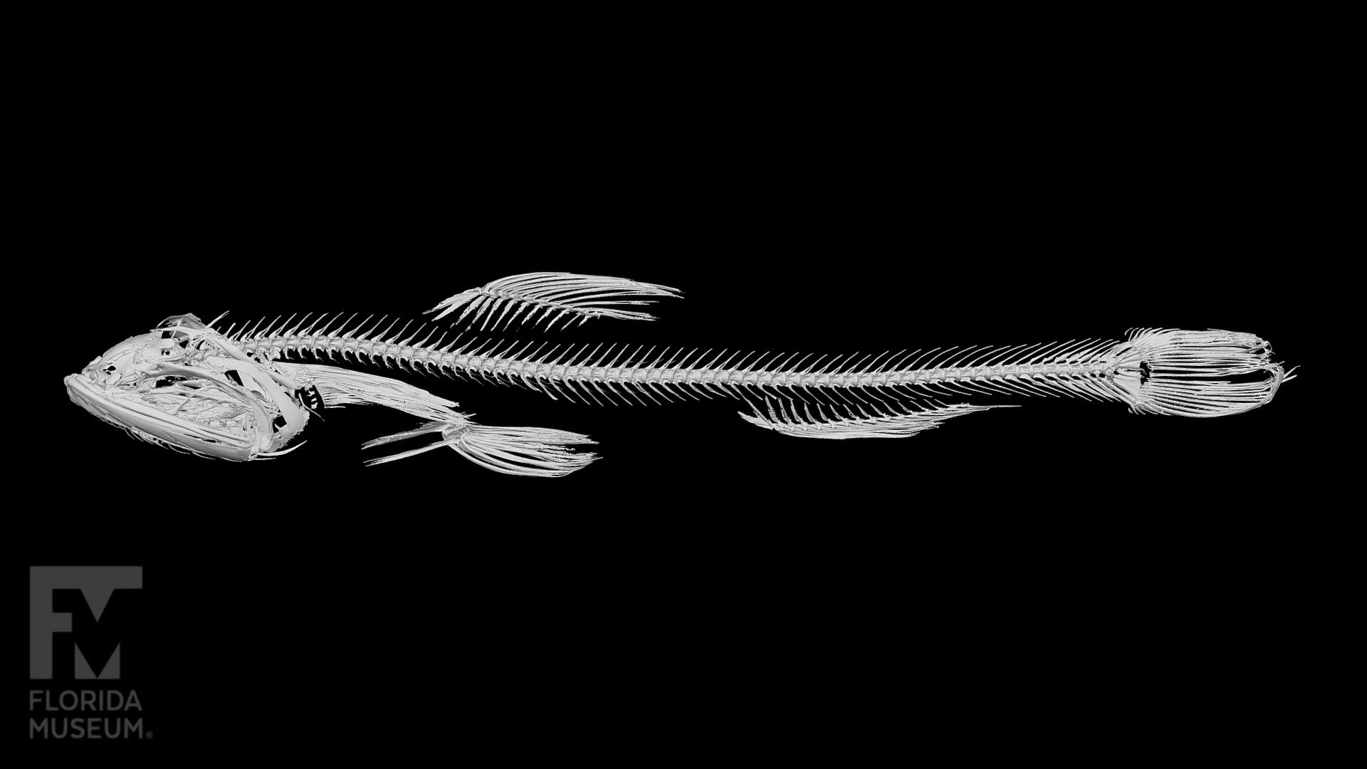 Tripod Fish CT Scan, Chlorophthalmidae - 3D model by FloridaMuseum ...