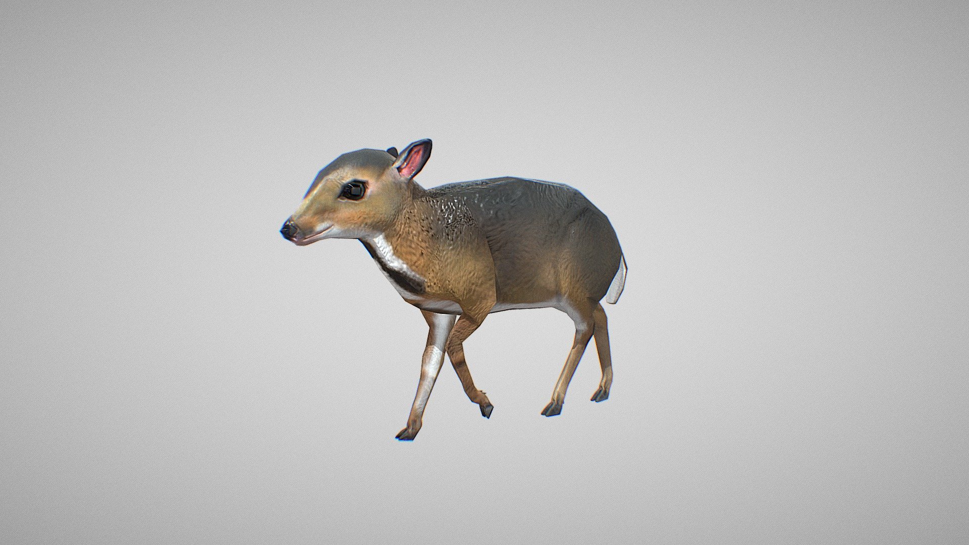 Low poly lesser mouse deer - 3D model by Major (@majorgalah) [daf9357 ...