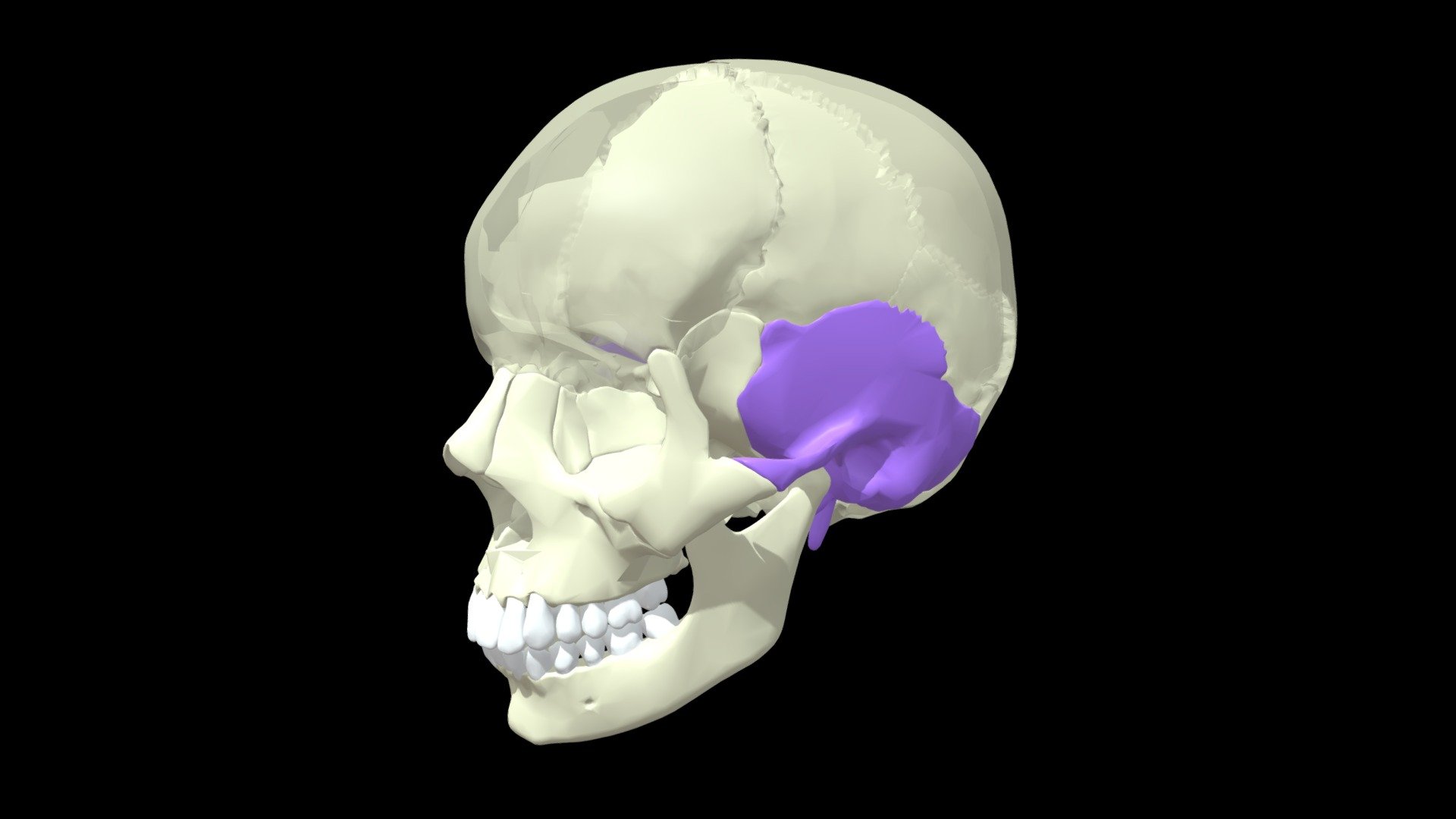 Temporal Bones - Download Free 3D model by Anatomary [daf9754] - Sketchfab