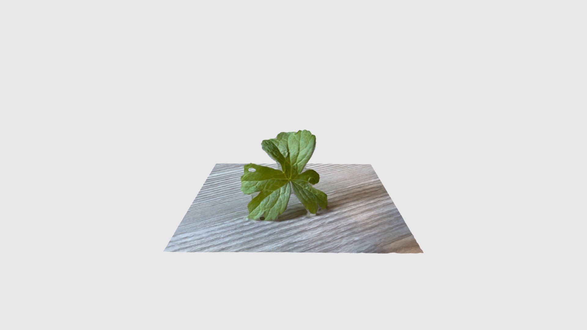 Plant test - Download Free 3D model by evan.n.dethier [dafa3d0] - Sketchfab