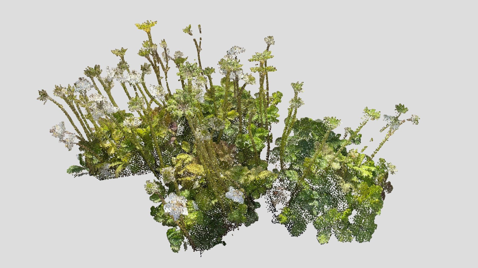 バイカオウレン (Coptis quinquefolia) - 3D model by YamaguchiDP [db00a5f ...