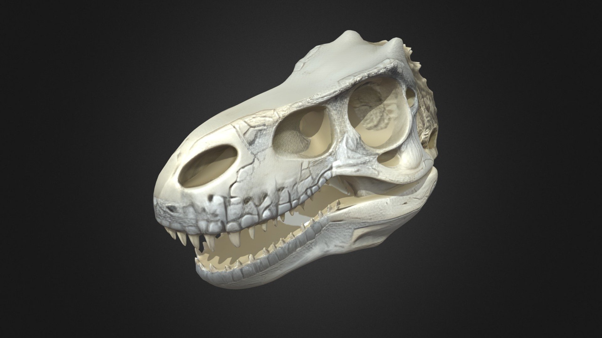 Tyrannosaurus Rex Skull Fossil - 3D model by Gustavo Bigelli (@gubigelli) [db0297f] - Sketchfab