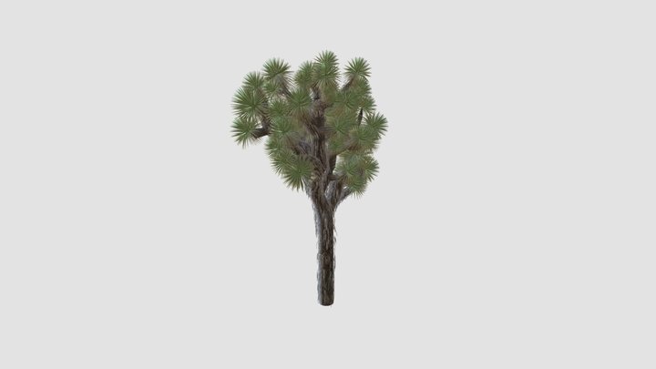 Yucca 3D models - Sketchfab